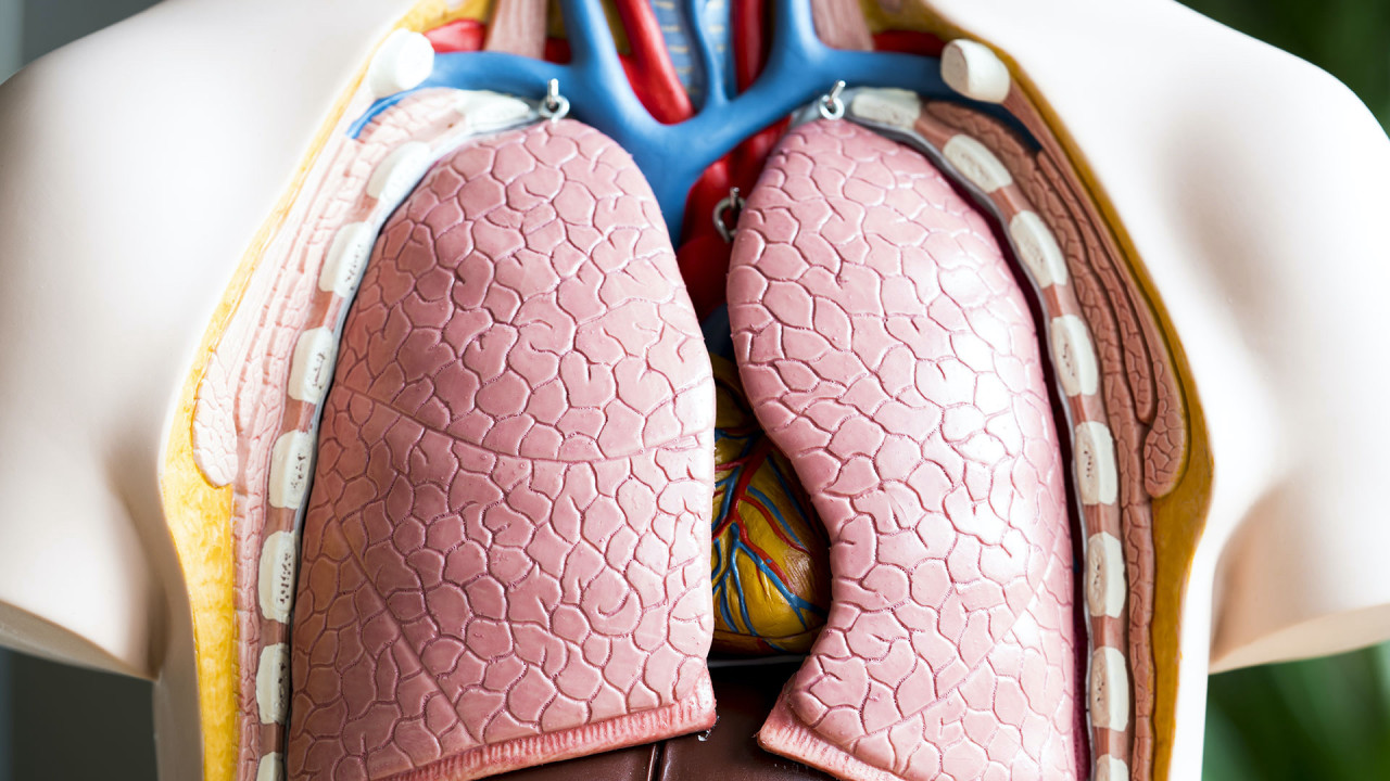 Formation Kinésithérapie du patient BPCO - 100% en ligne - Formations DPC Kinés en ligne